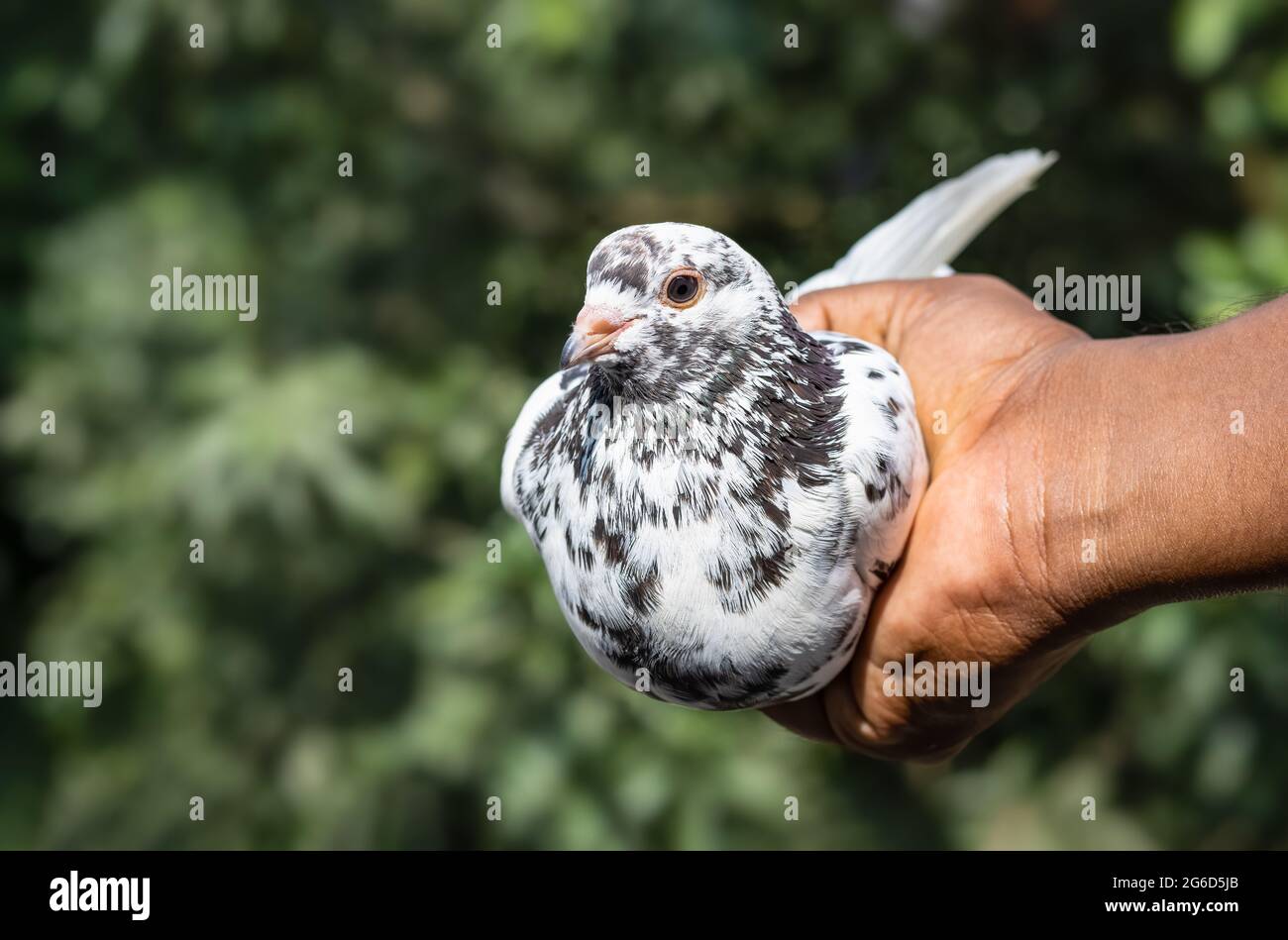 Domestic pigeon in hand with black color spots in the neck close up ...