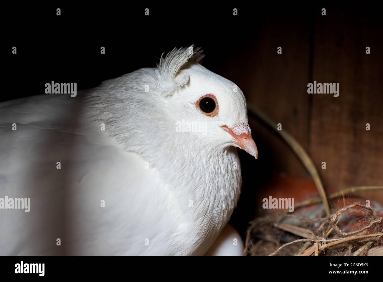 Hatching pigeon hi-res stock photography and images - Alamy