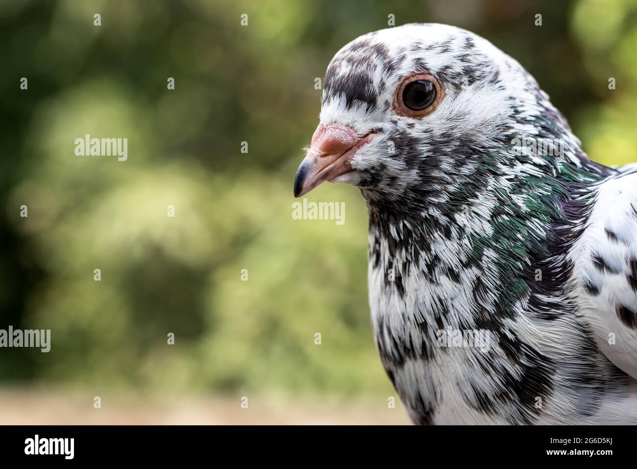 Domestic pigeon close up face with a black eye and multi-color spots on ...