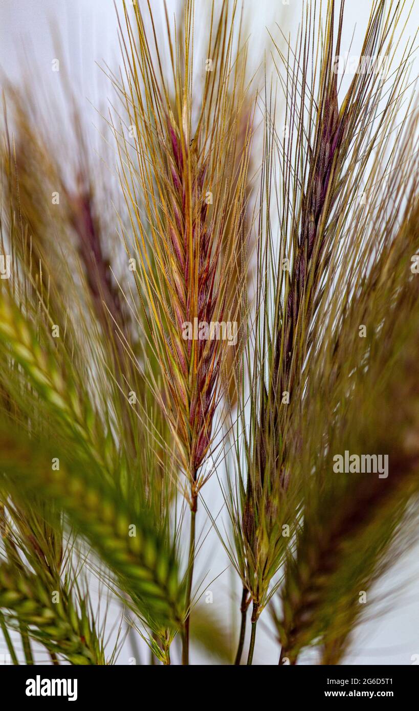False barley hi-res stock photography and images - Alamy