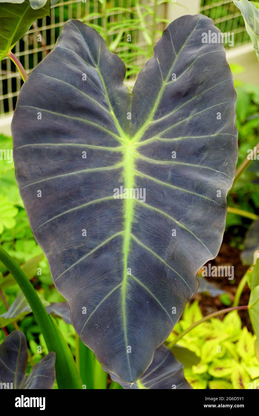 The dark green color of Elephant's Ear 'Coal Miner' plant Stock Photo ...