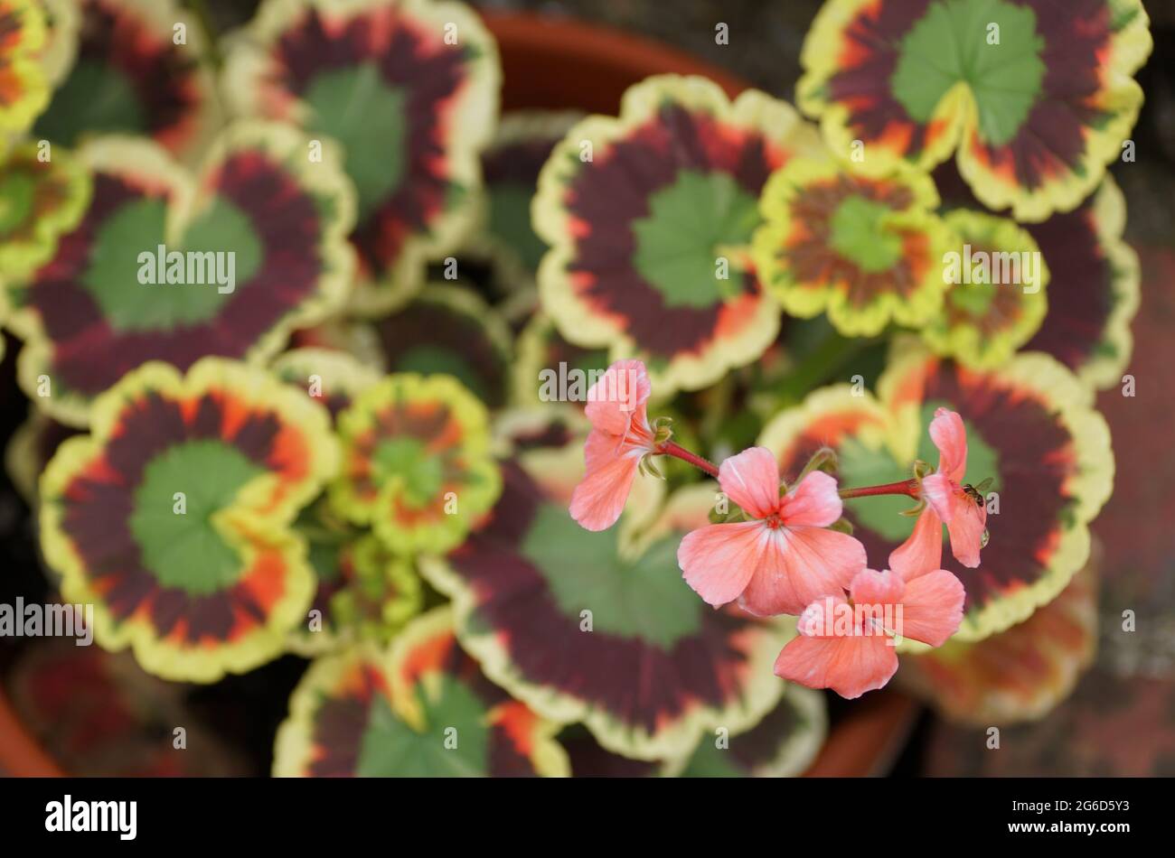 Variegated leaf geranium hi-res stock photography and images - Alamy