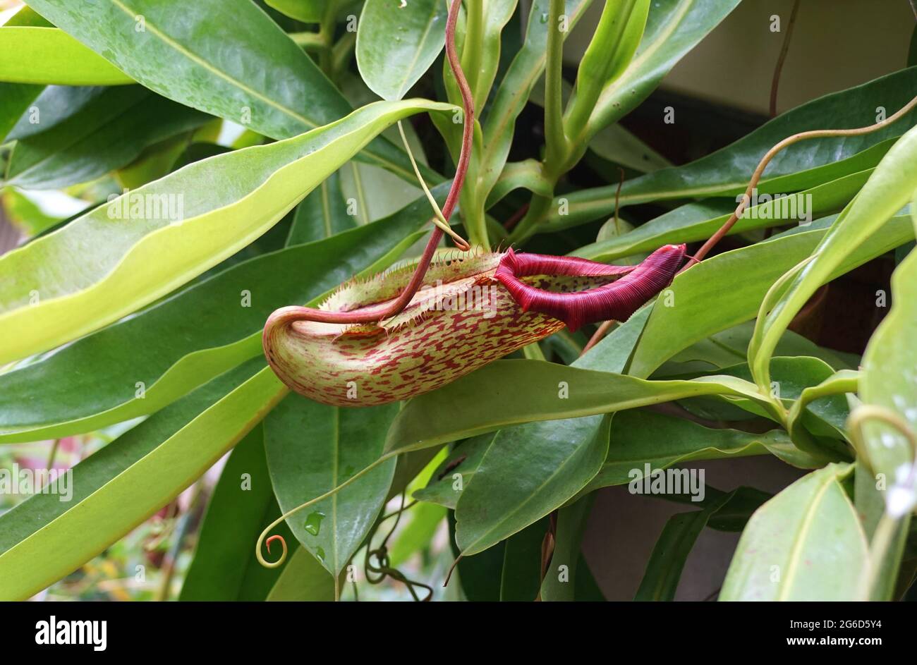 Red leaf ribs hi-res stock photography and images - Alamy