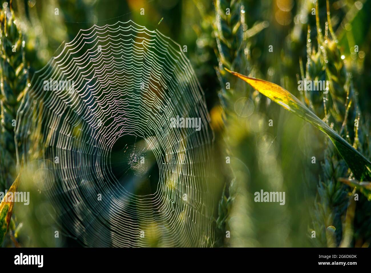 Wet spider net hi-res stock photography and images - Alamy