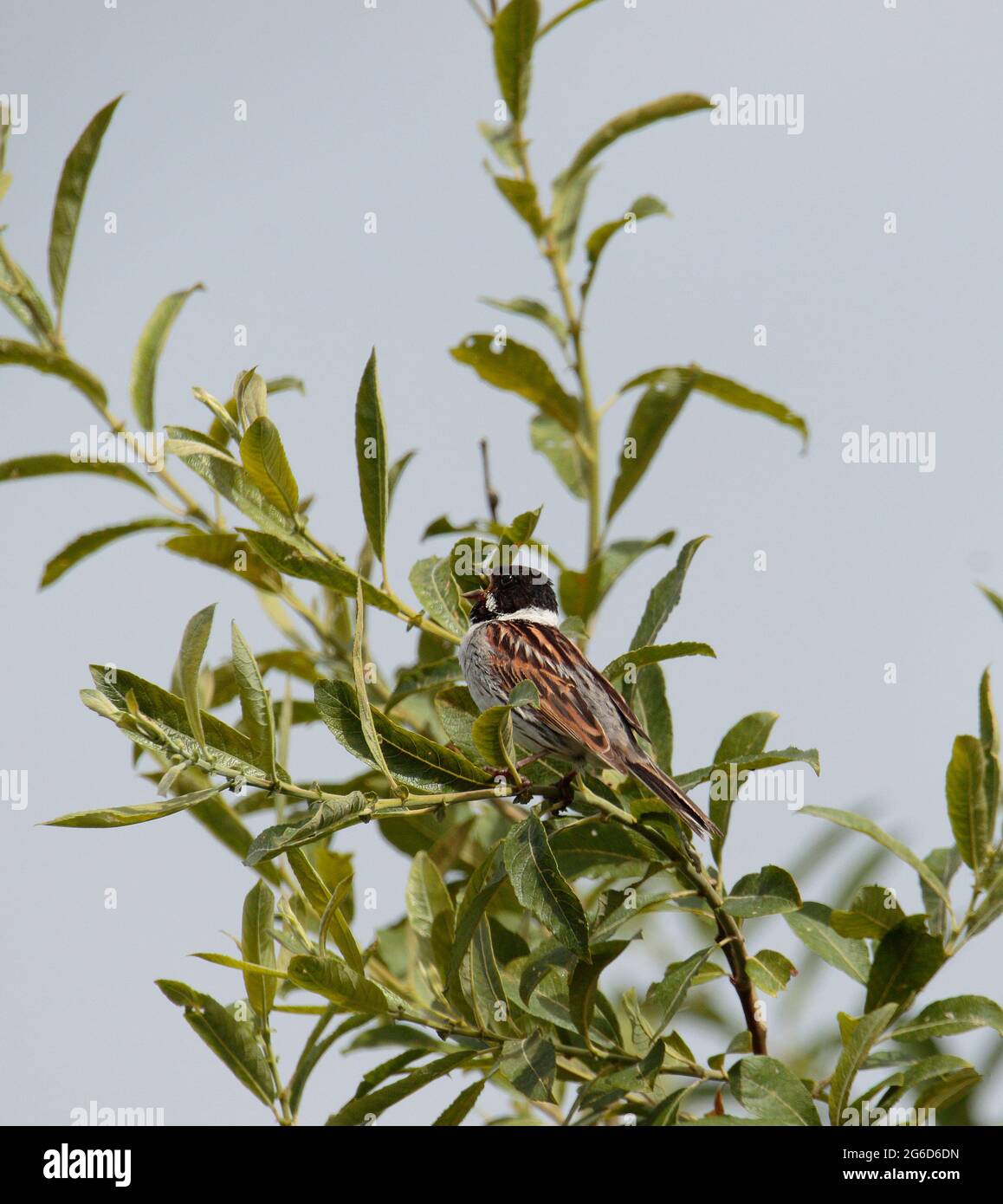 Reed anatomy hi-res stock photography and images - Alamy