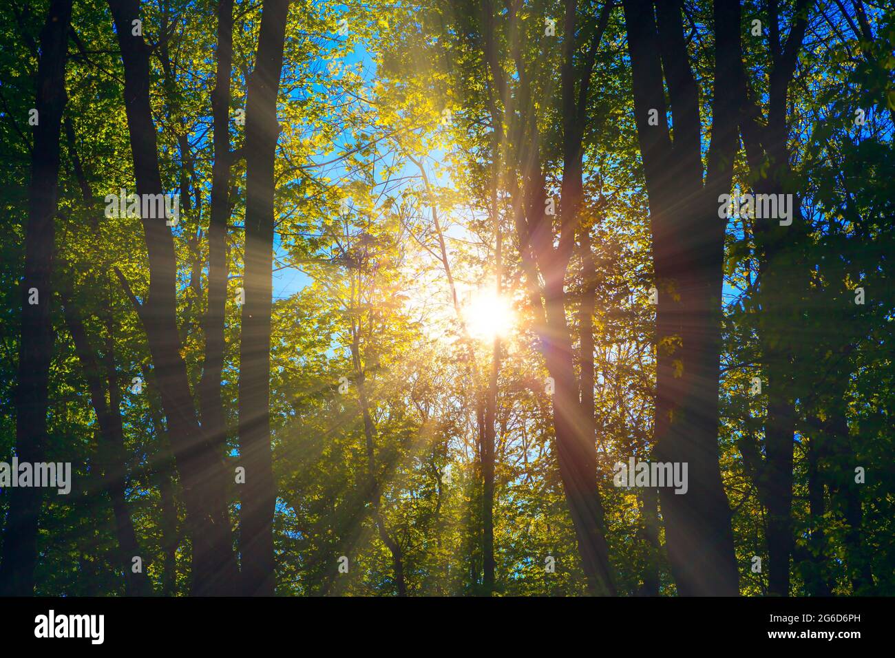 Trees with sun rays . Morning sunshine in the forest . Fairytale ...
