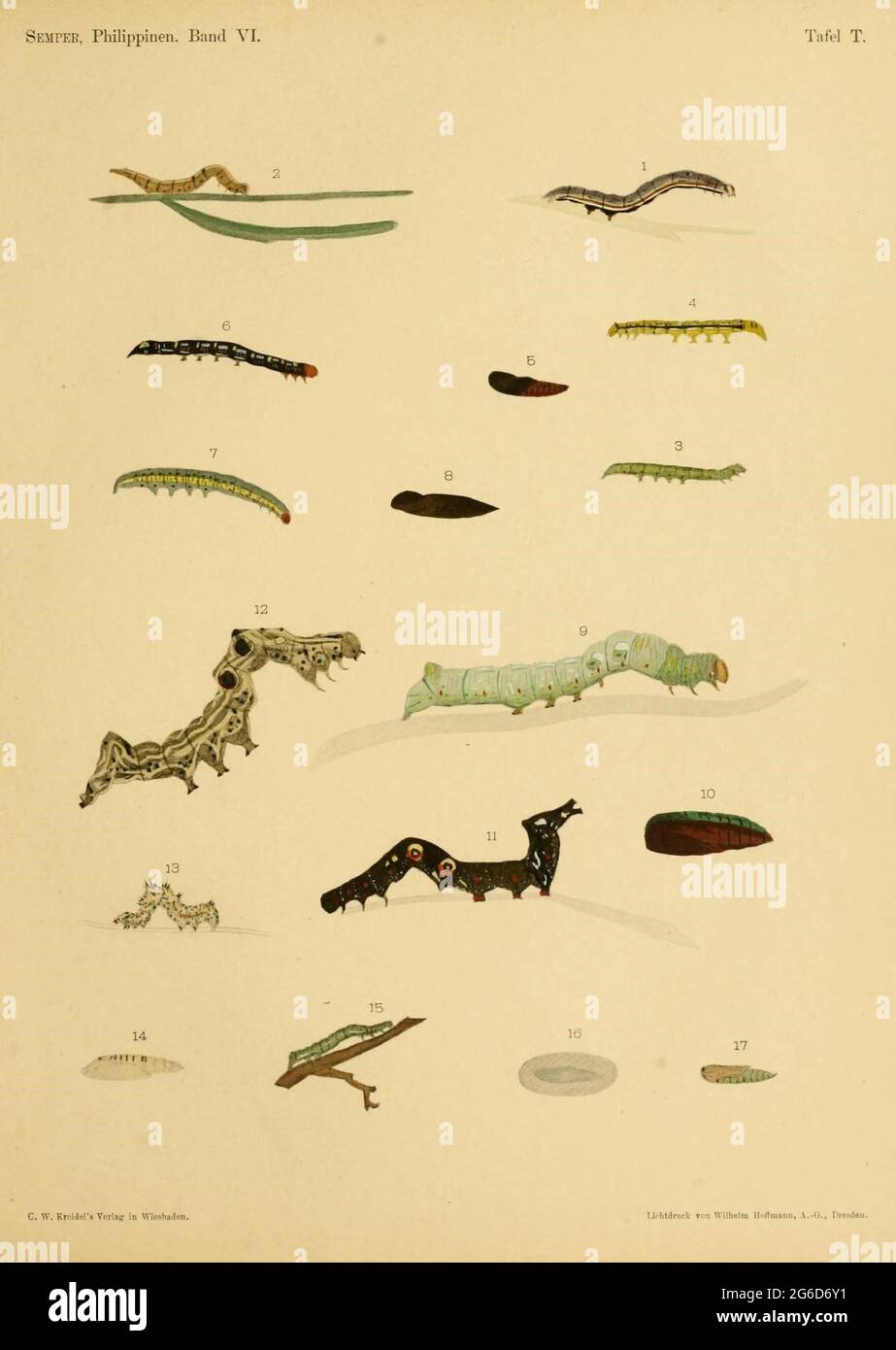 Philippine insect hi-res stock photography and images - Alamy