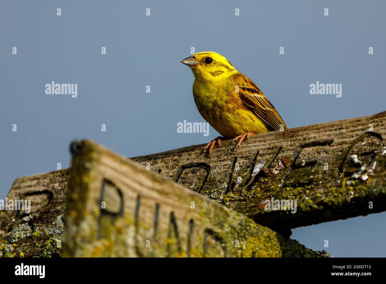 Yellowhammer bird hi-res stock photography and images - Alamy