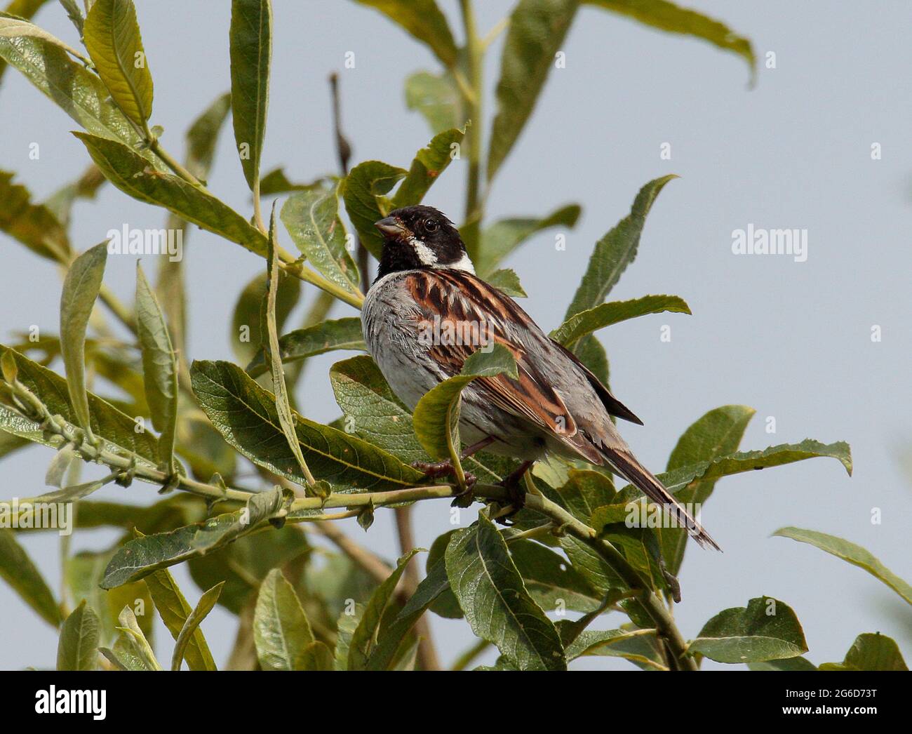 Reed anatomy hi-res stock photography and images - Alamy