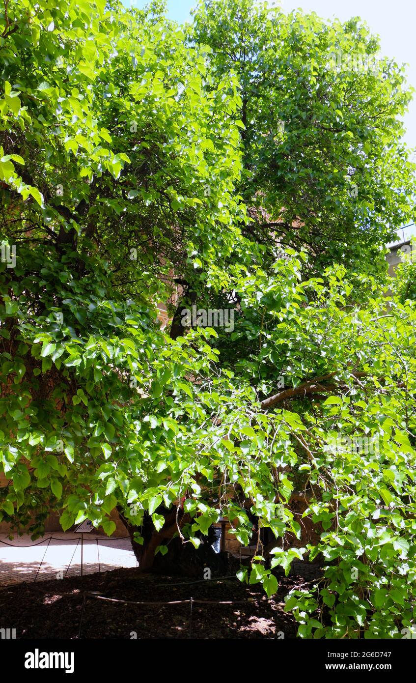 Tree at the 13th century Palace of the Kings of Navarre of Olite Spain ...