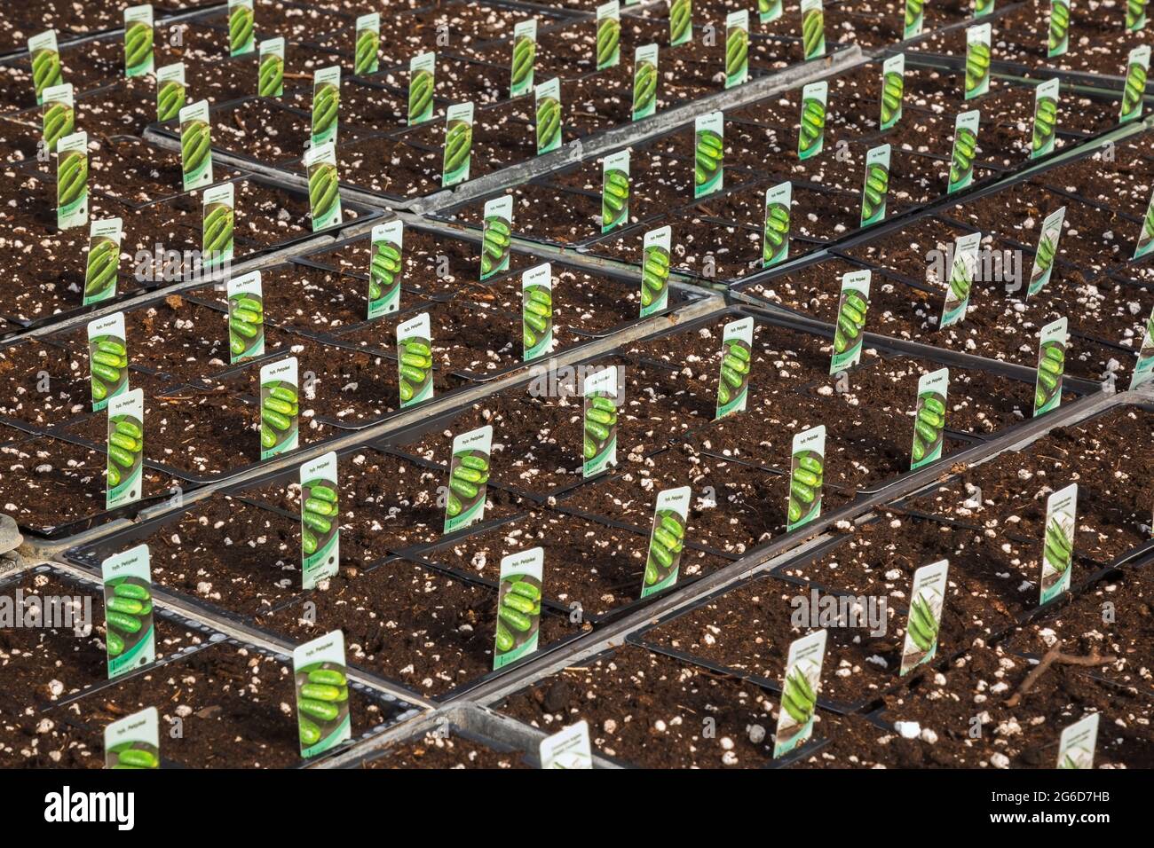 Cucumis sativus - Hybrid Petipikel and English Cucumber, plant tags in ...