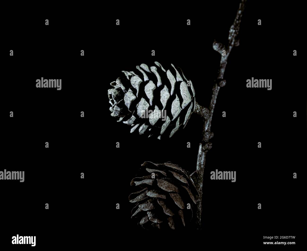 cone pine, still life photography Stock Photo - Alamy