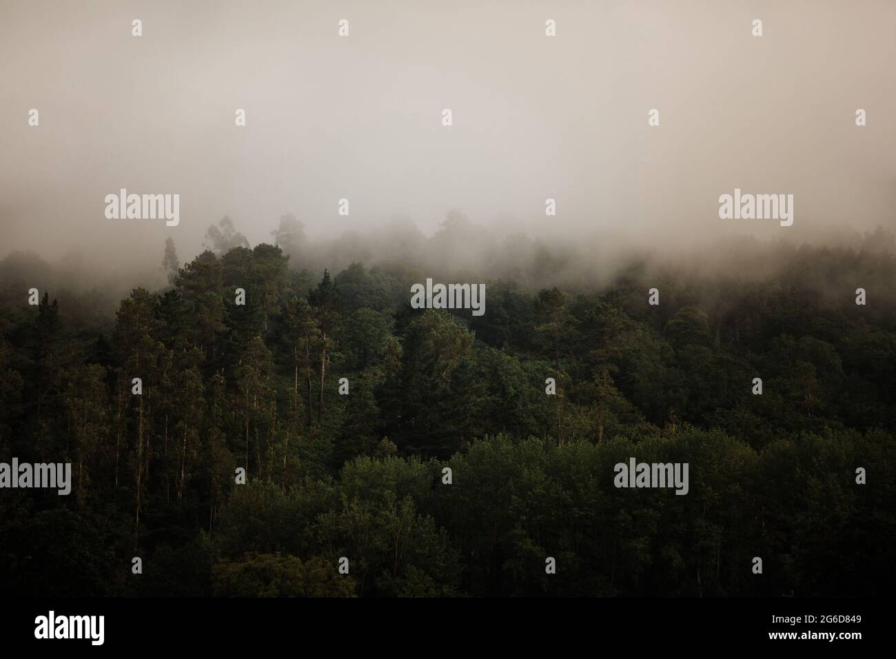 Dramatic view of thick mist over green trees in woods on overcast day ...