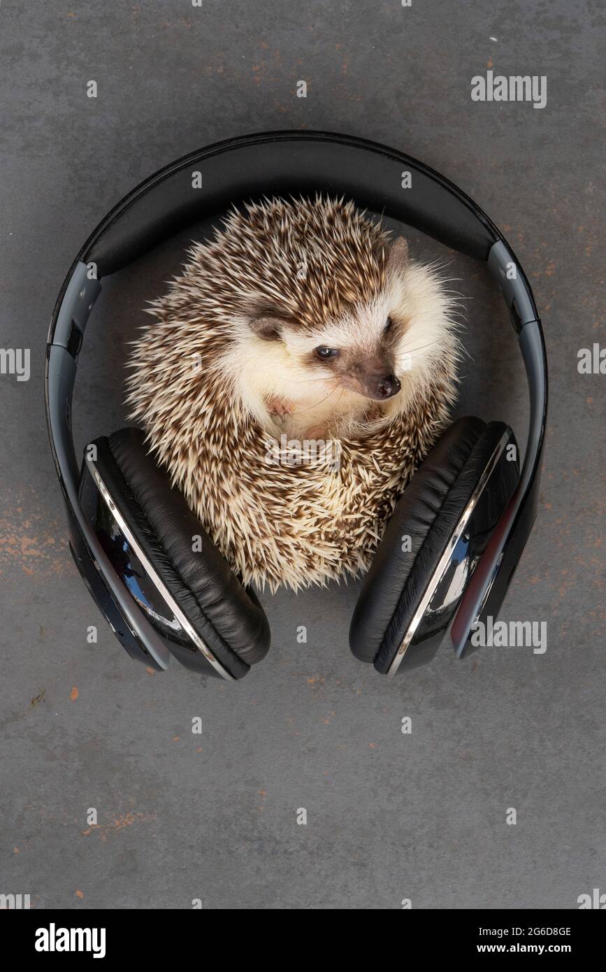 Top view of small adorable hedgehog lying on gray background with ...