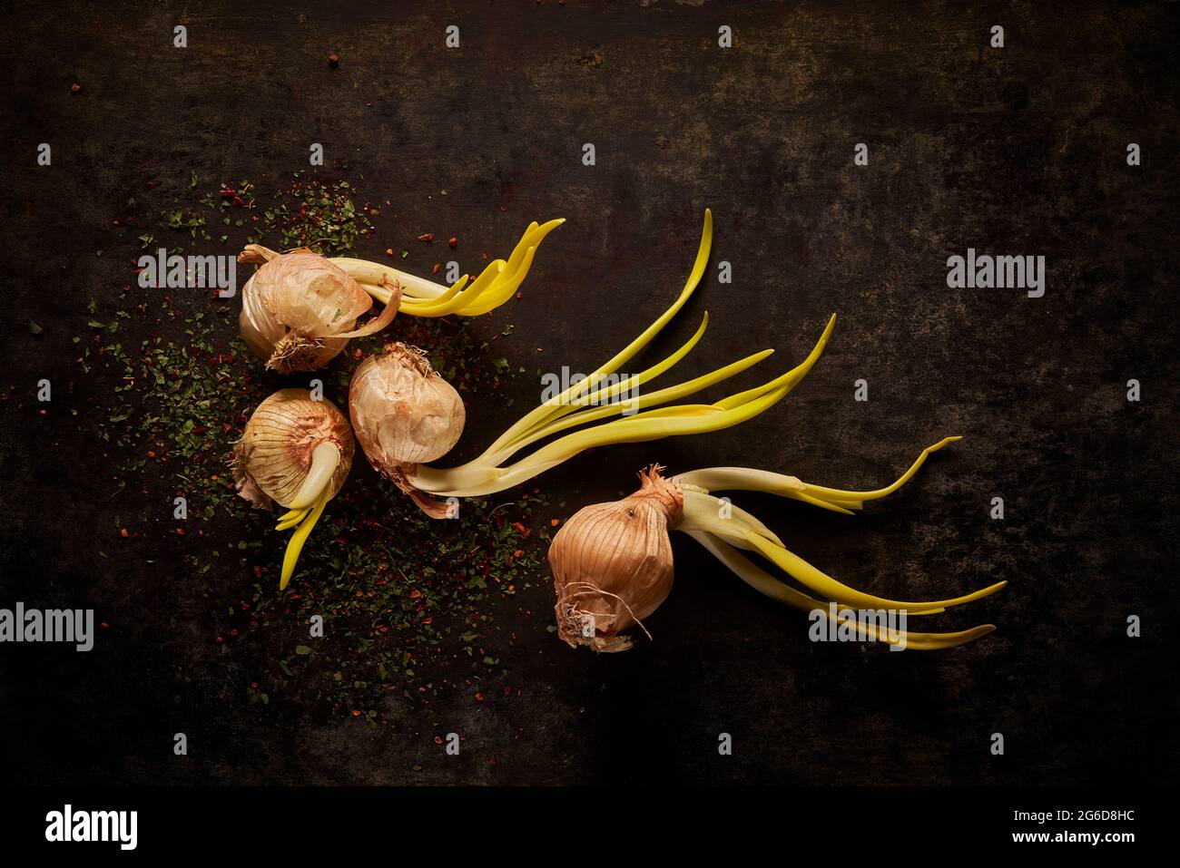 Onion layout hi-res stock photography and images - Alamy
