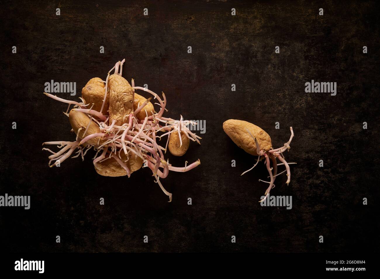 Top view composition of pile of old potatoes with germinating sprouts ...