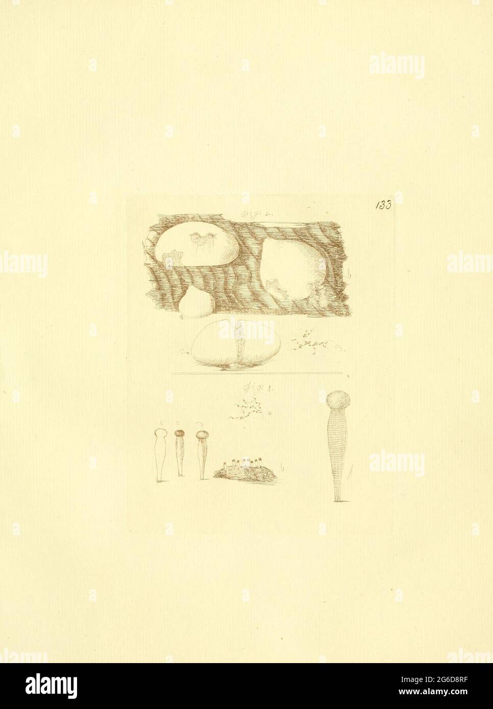 Invertebrates cartoon hi-res stock photography and images - Alamy