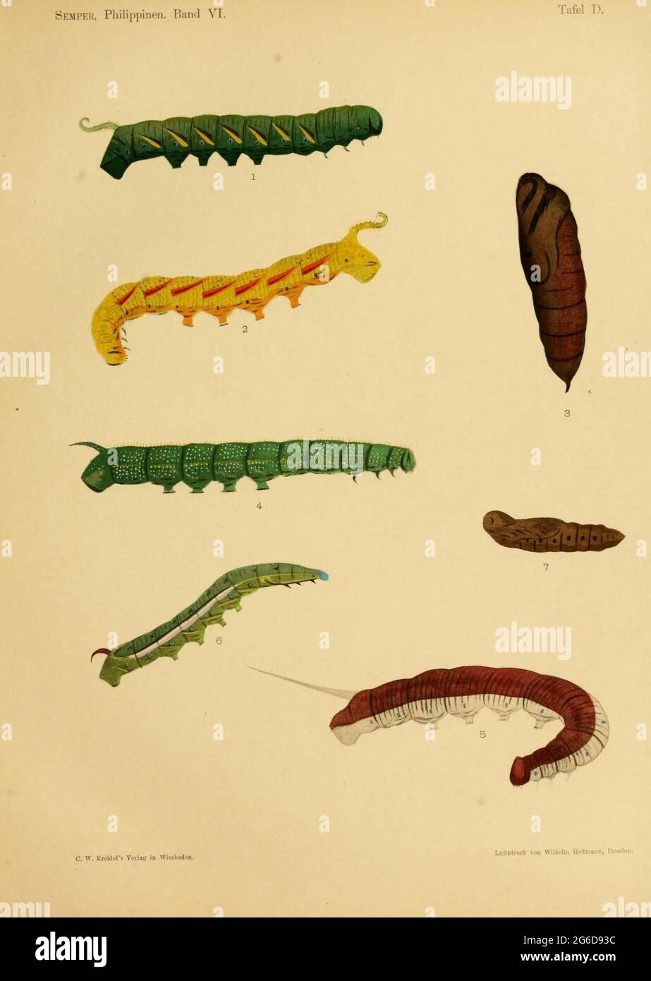 Philippine insect hi-res stock photography and images - Alamy