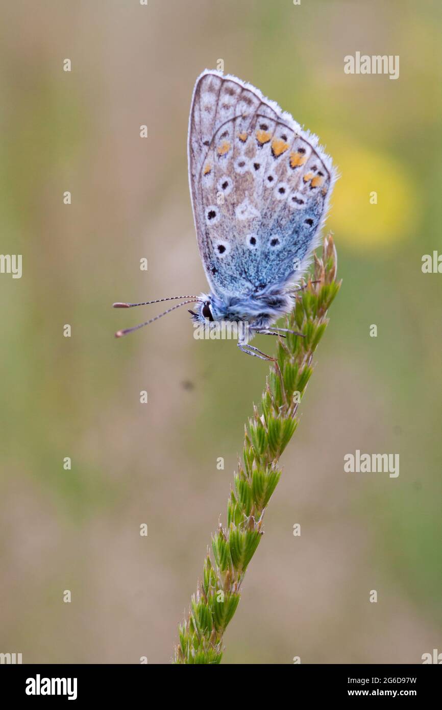 Beautiful Common Blue butterfly in the Cotswold Hill during July Stock ...