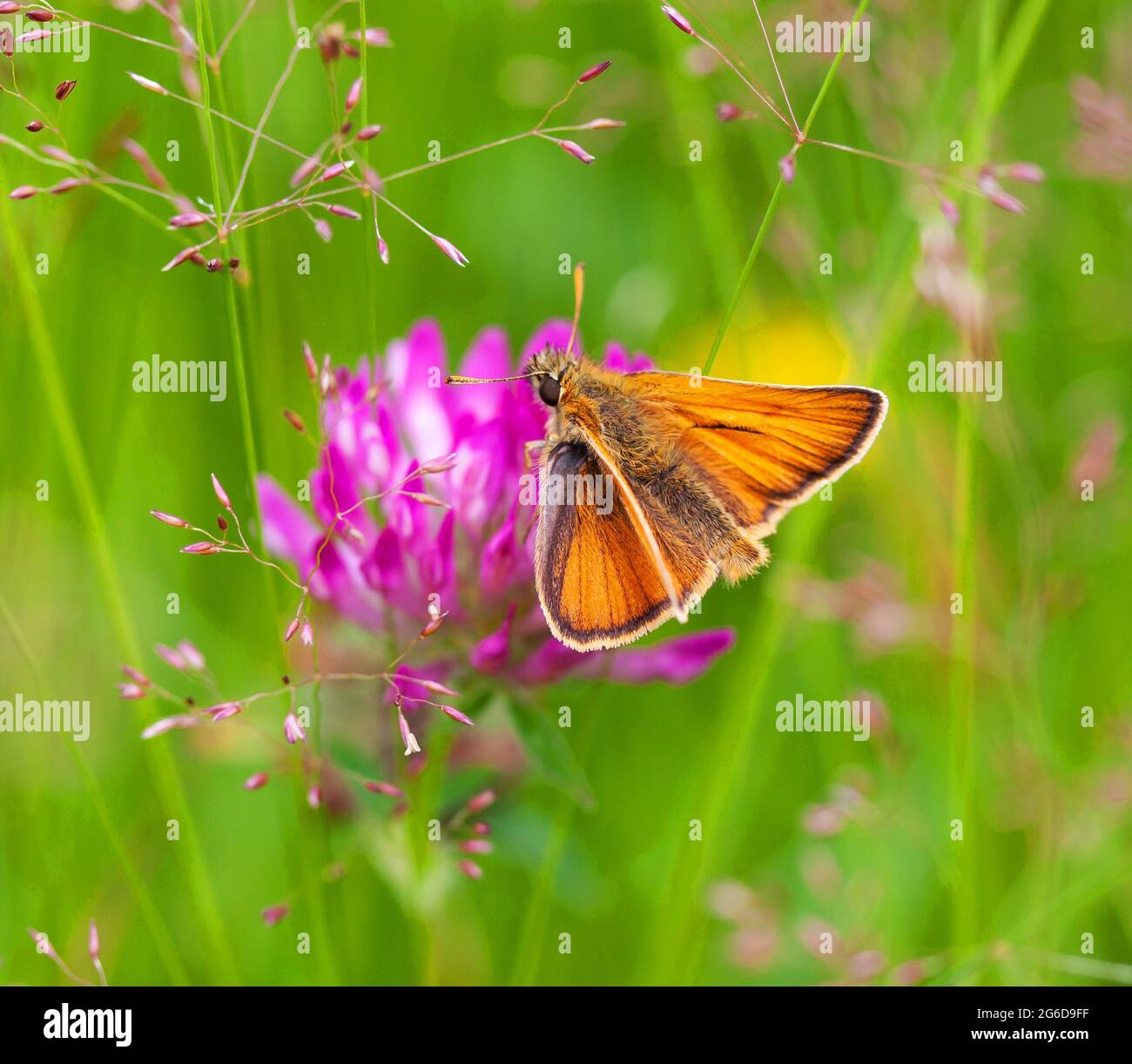 Beautiful Small Skipper butterfly in the Cotswold Hill during July ...
