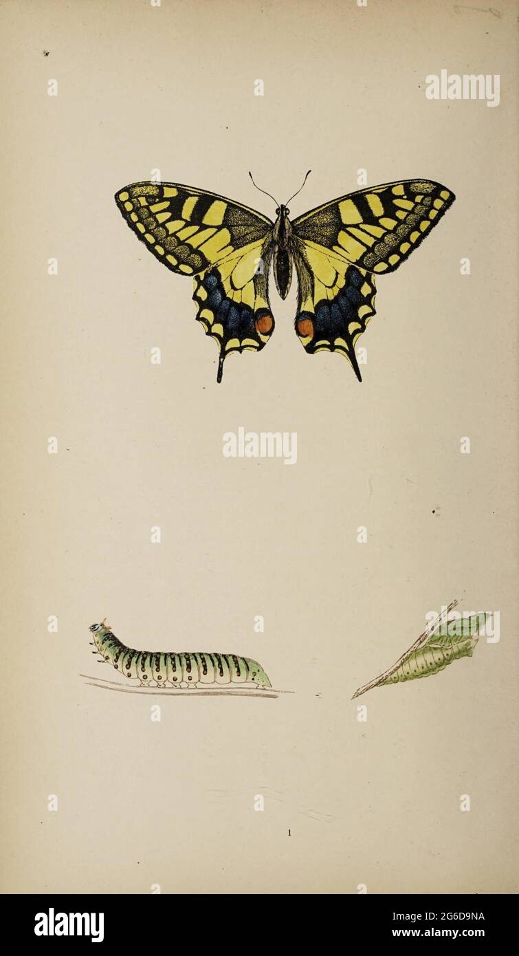 Invertebrates cartoon hi-res stock photography and images - Alamy