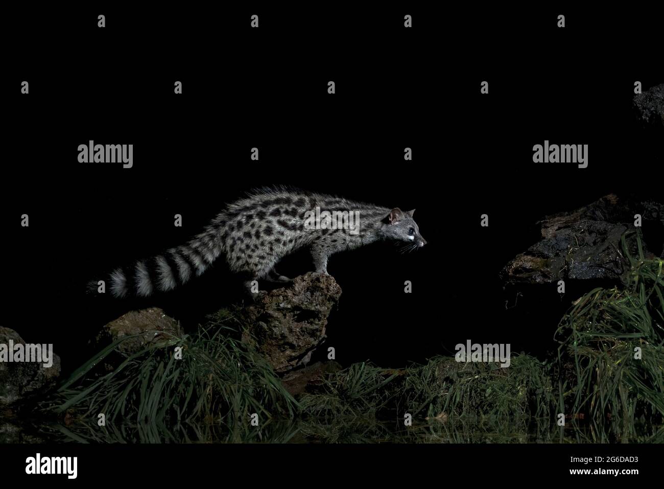 Side view of genet with spots in natural habitat in darkness at night ...
