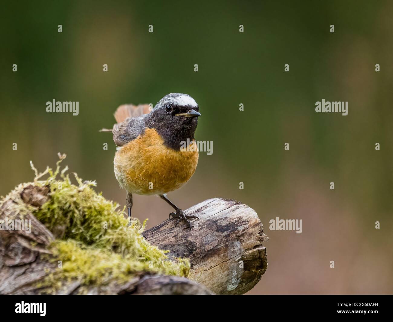 Male common redstart hi-res stock photography and images - Alamy