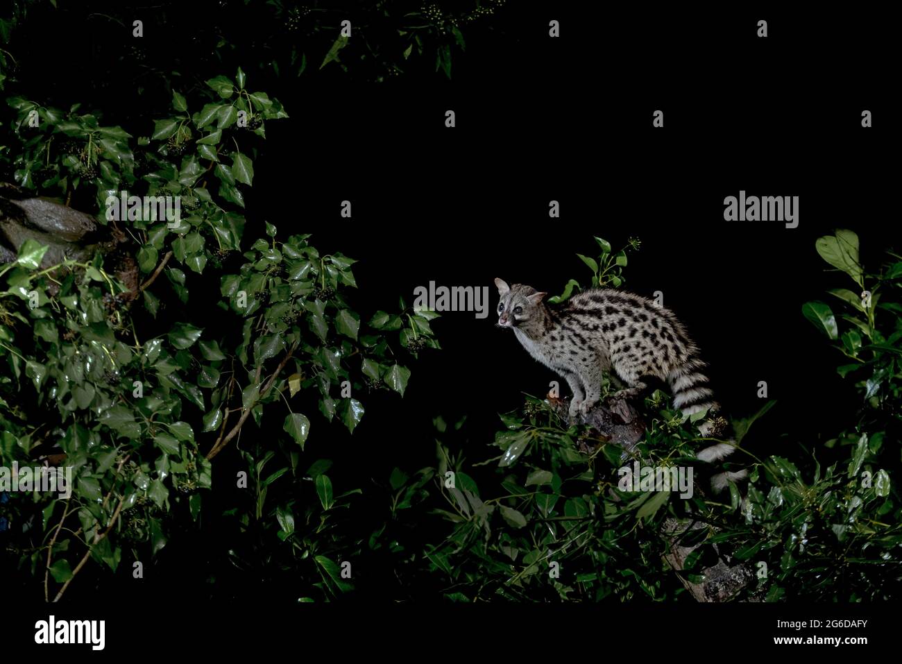 Side view of genet with spots in natural habitat in darkness at night ...