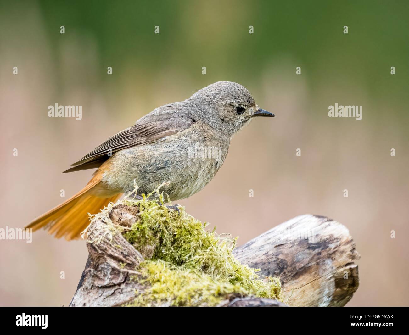 Female common redstart hi-res stock photography and images - Alamy
