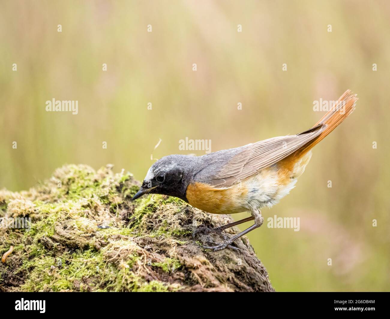 Male common redstart hi-res stock photography and images - Alamy