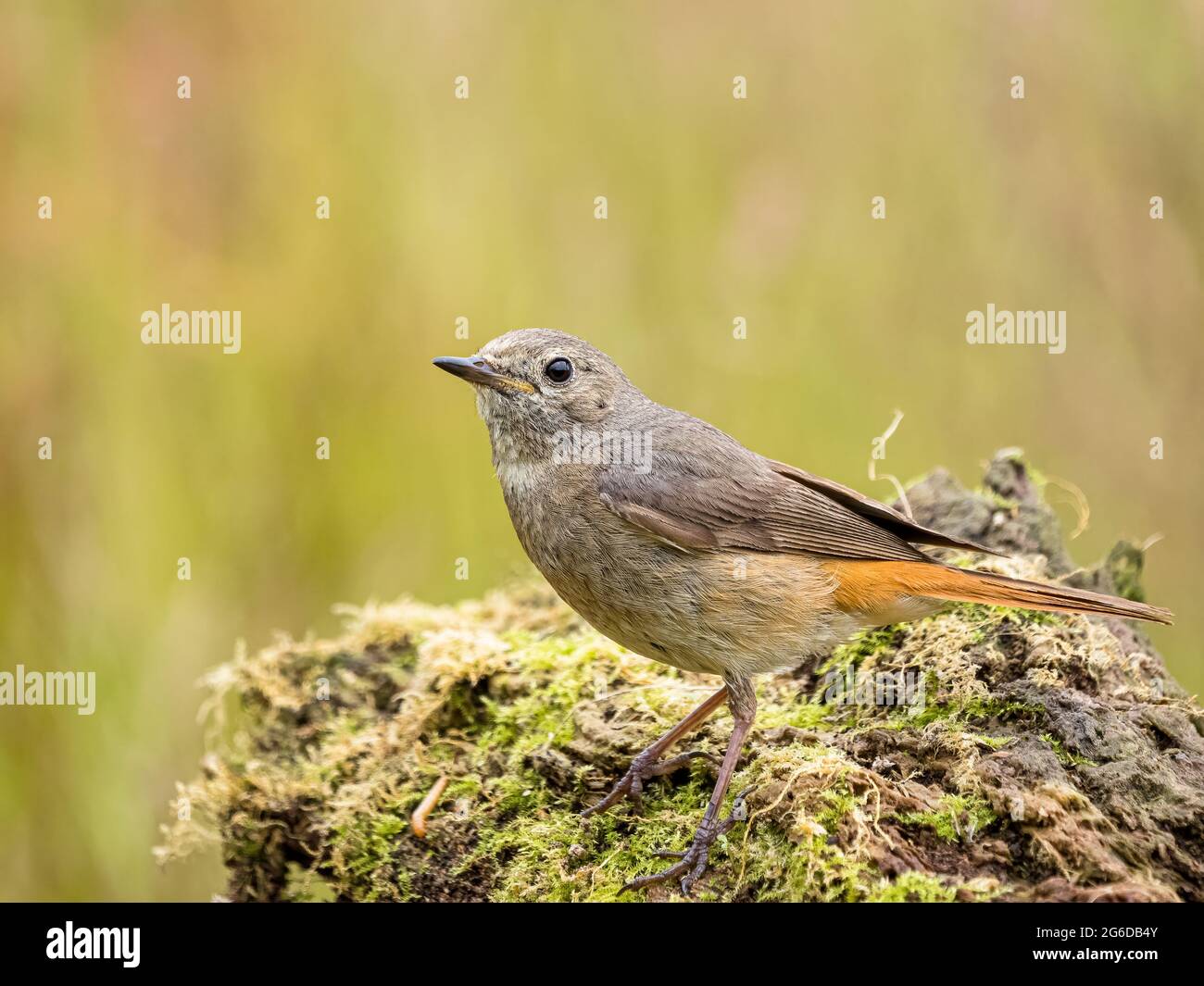 Female common redstart hi-res stock photography and images - Alamy