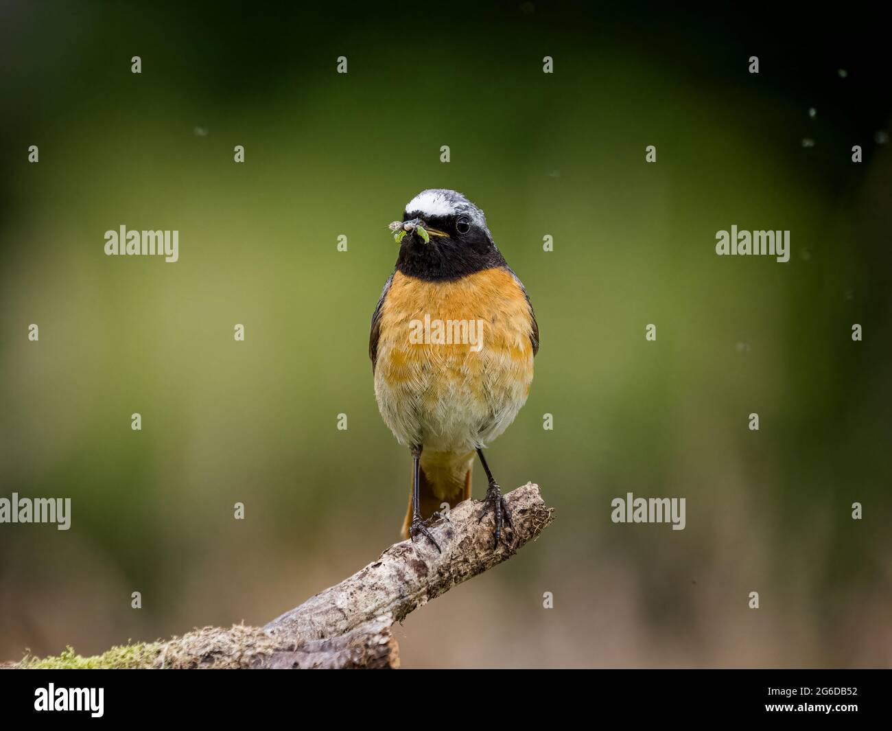 Male common redstart hi-res stock photography and images - Alamy
