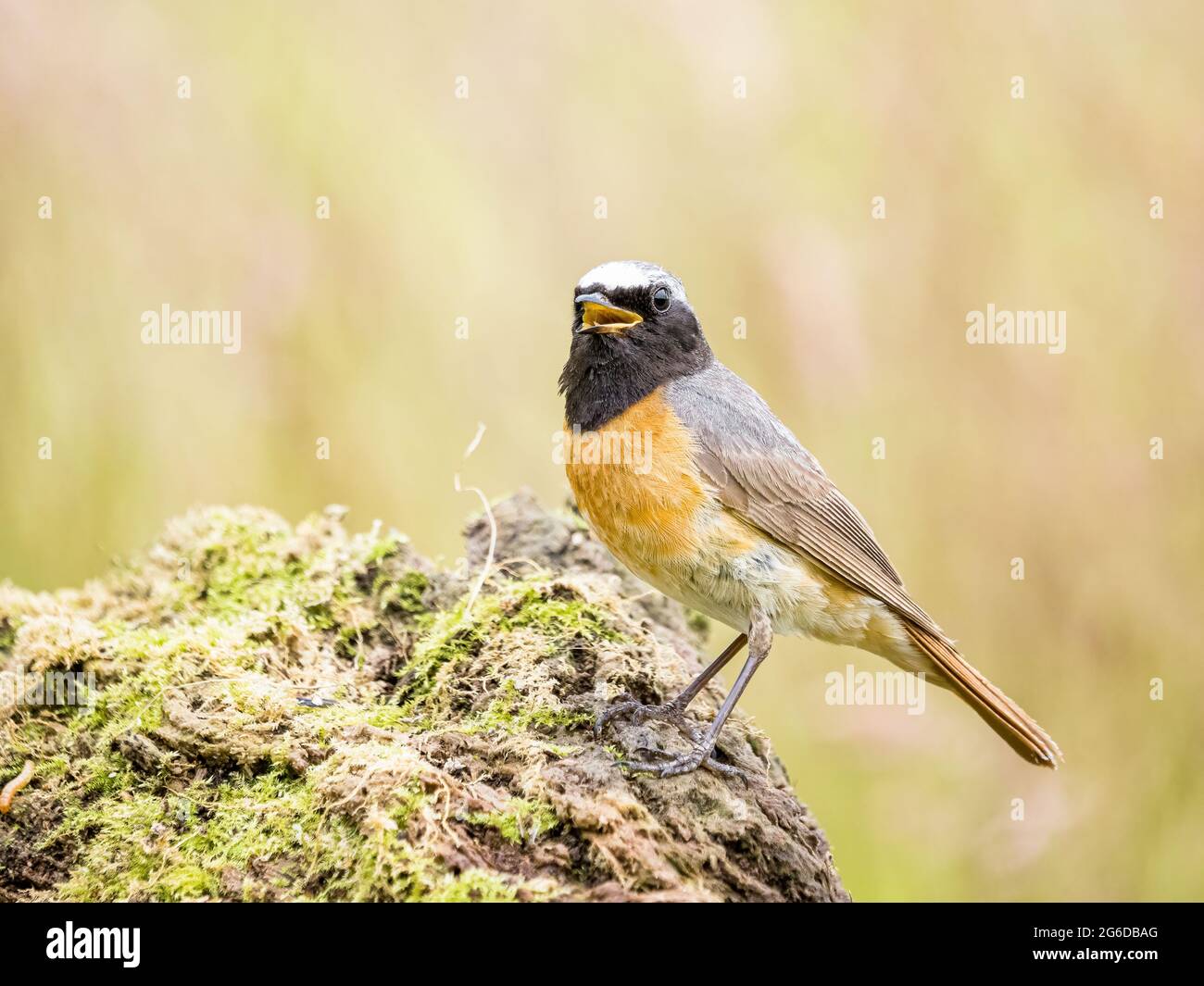 A male common redstart in early summer in mid Wales Stock Photo - Alamy