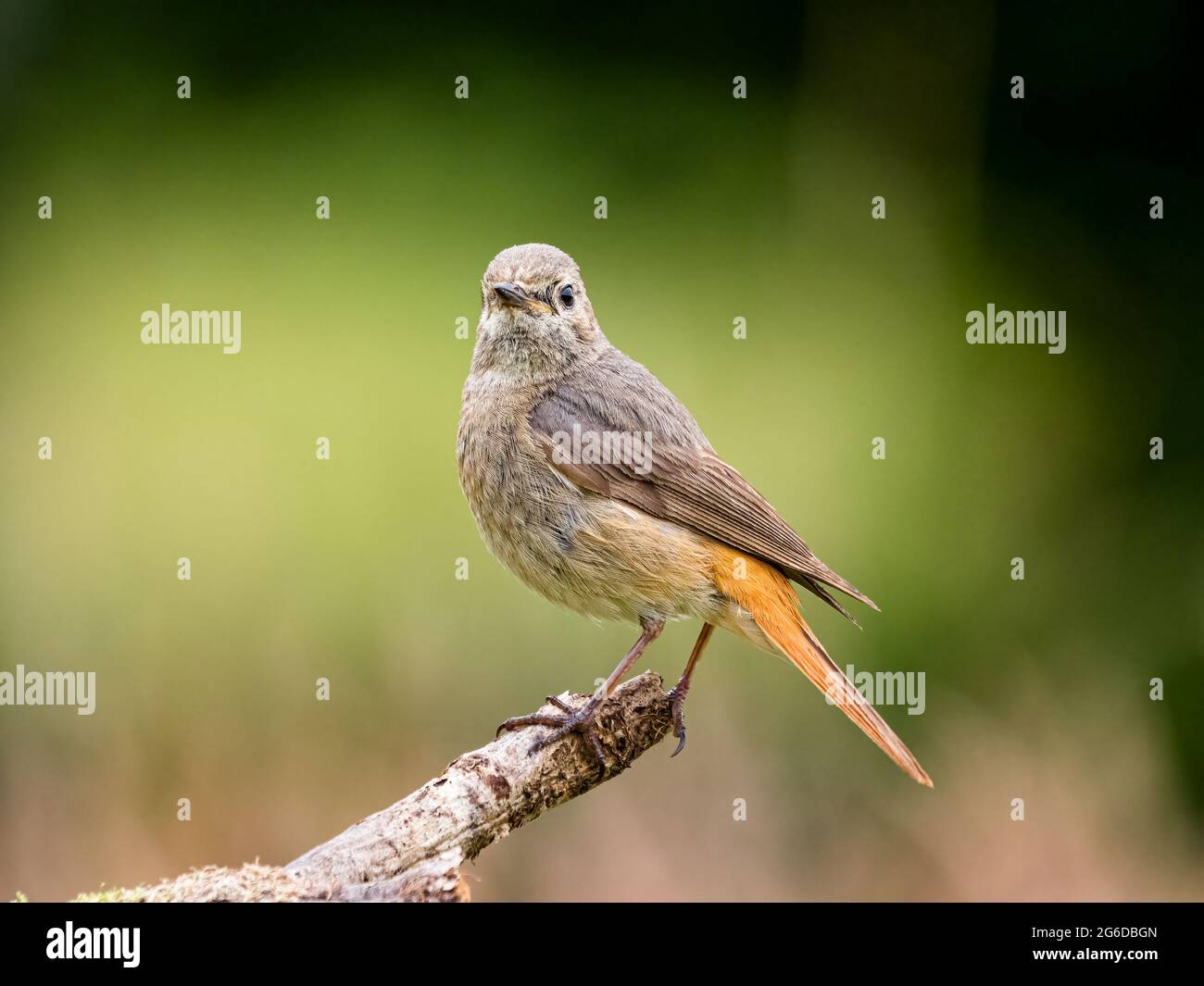 Female common redstart hi-res stock photography and images - Alamy
