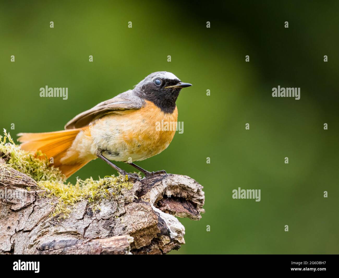 Male common redstart hi-res stock photography and images - Alamy