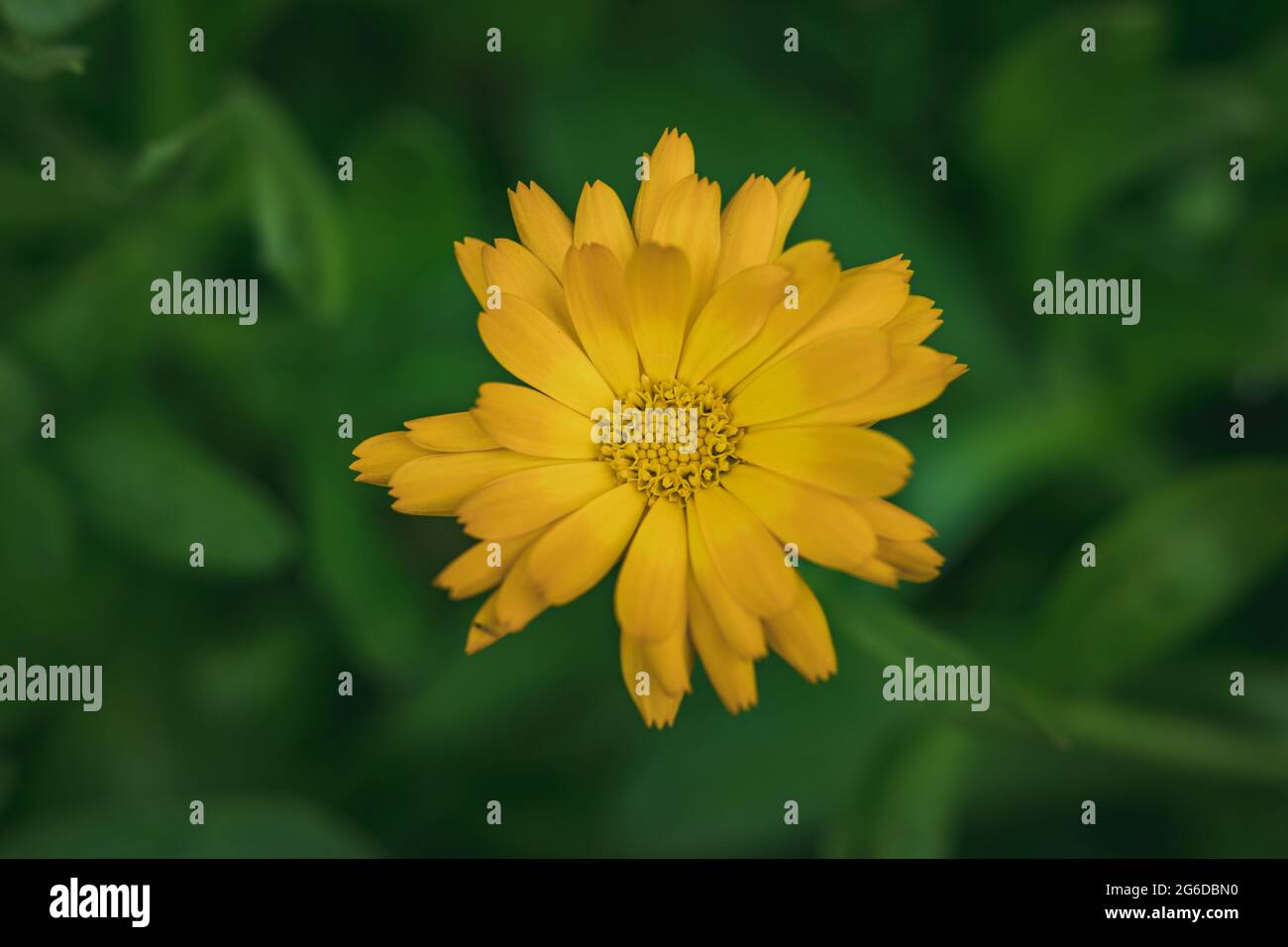 Marigold petals hi-res stock photography and images - Alamy