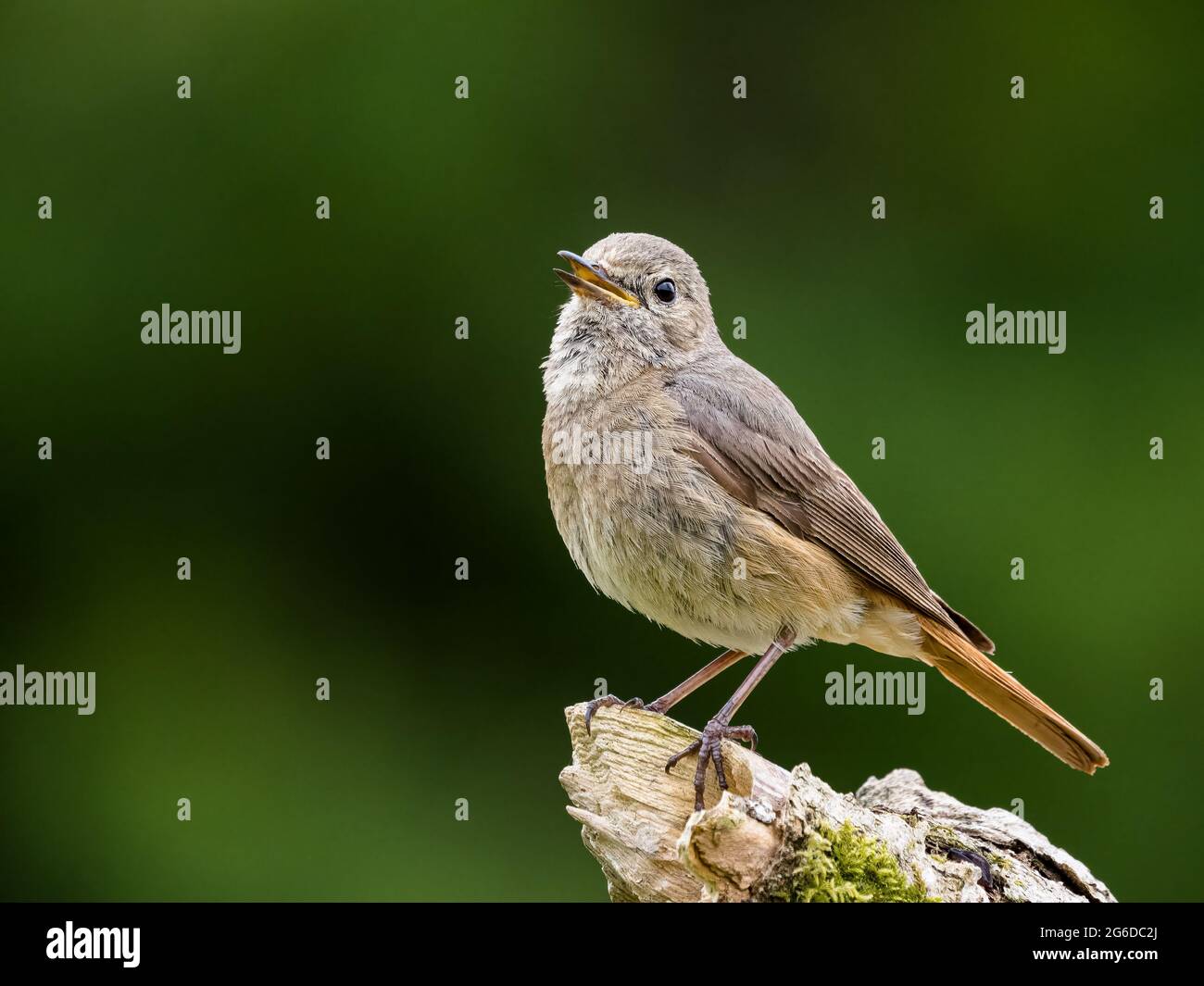 Female common redstart hi-res stock photography and images - Alamy