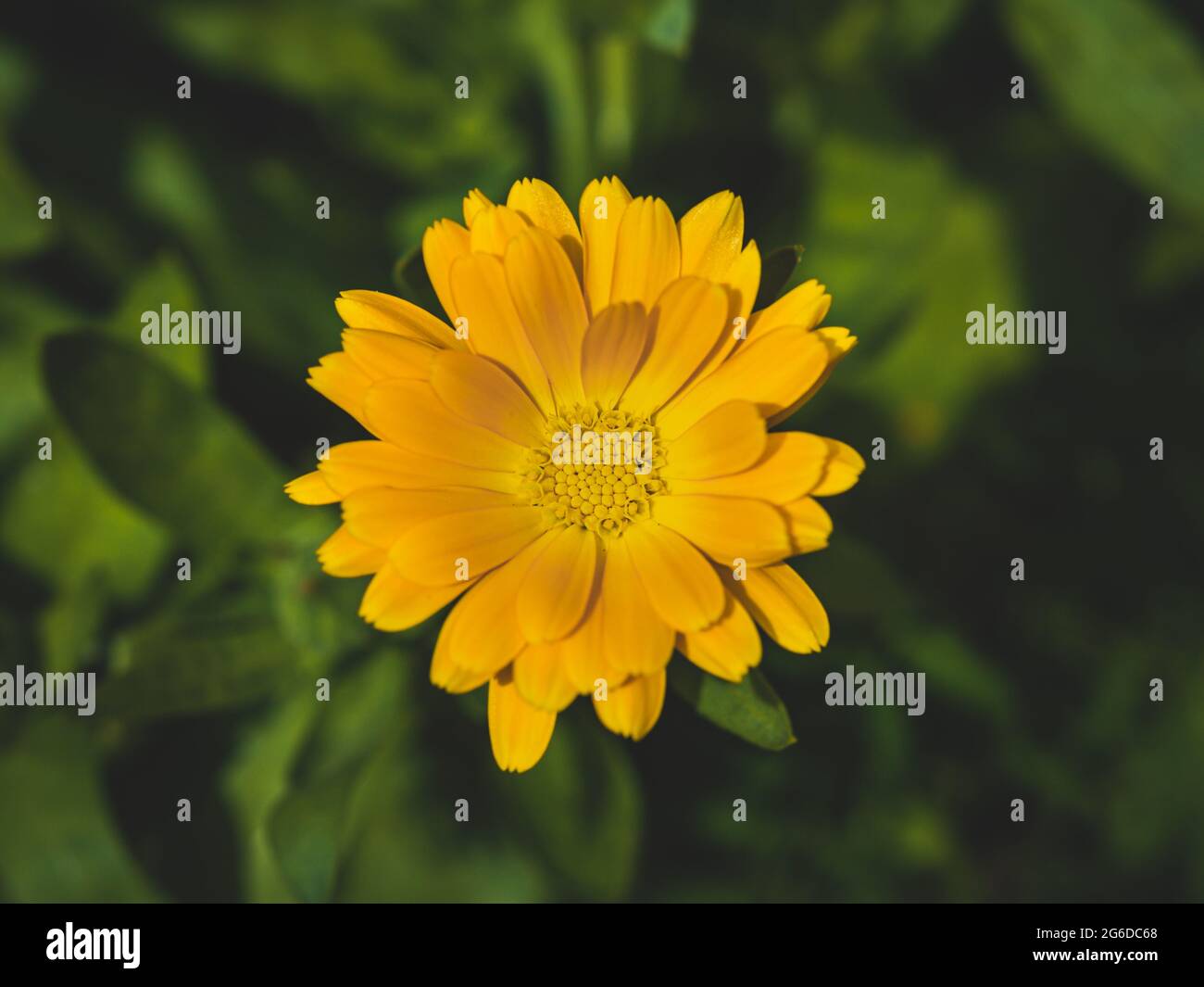 Single Marigold Flower Calendula Officinalis High Resolution Stock ...