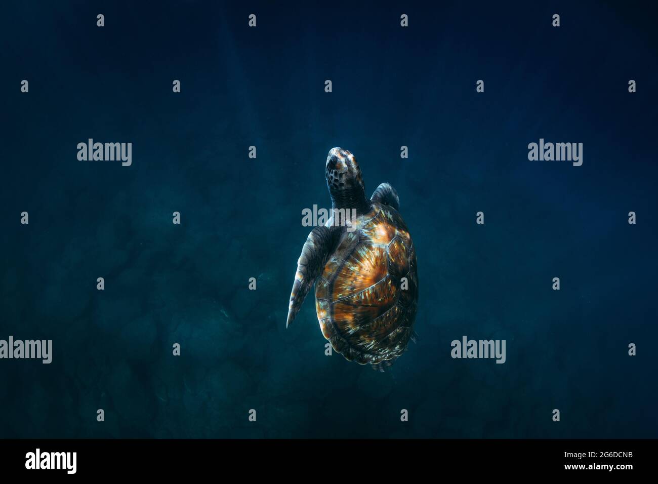 From above of green turtle with brown shell swimming underwater in blue ...