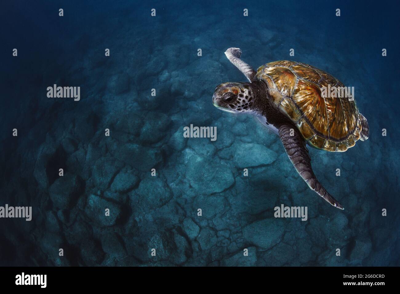 From above of green turtle with brown shell swimming underwater in blue ...