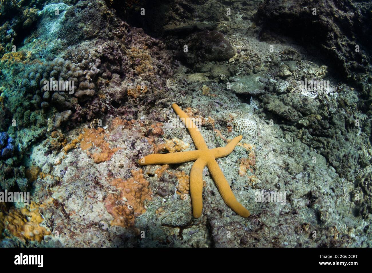 Underwater view of yellow starfish crawling on rocky coral reef in ...