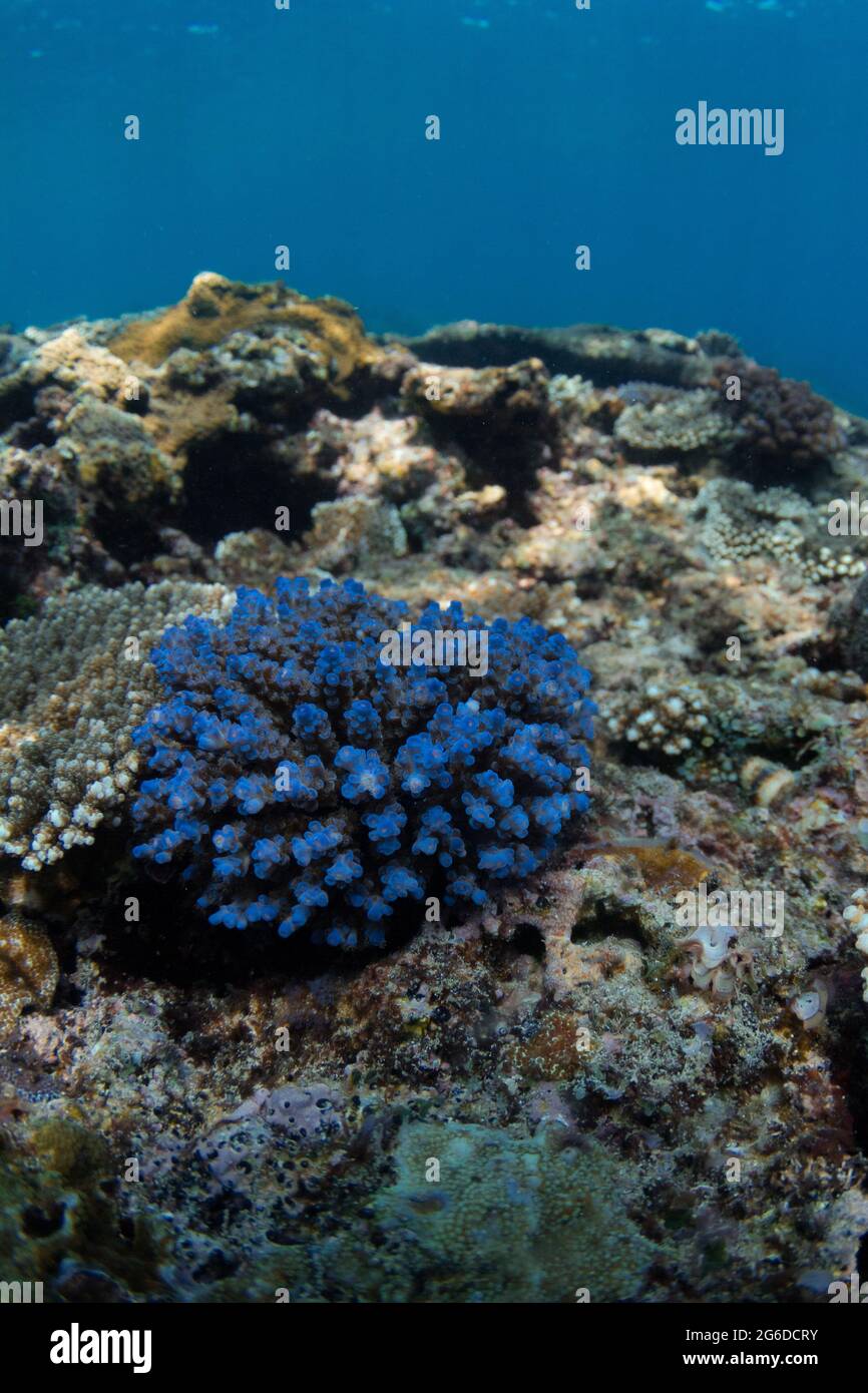 Underwater view of Acropora coral growing on rocky bottom of sea with ...