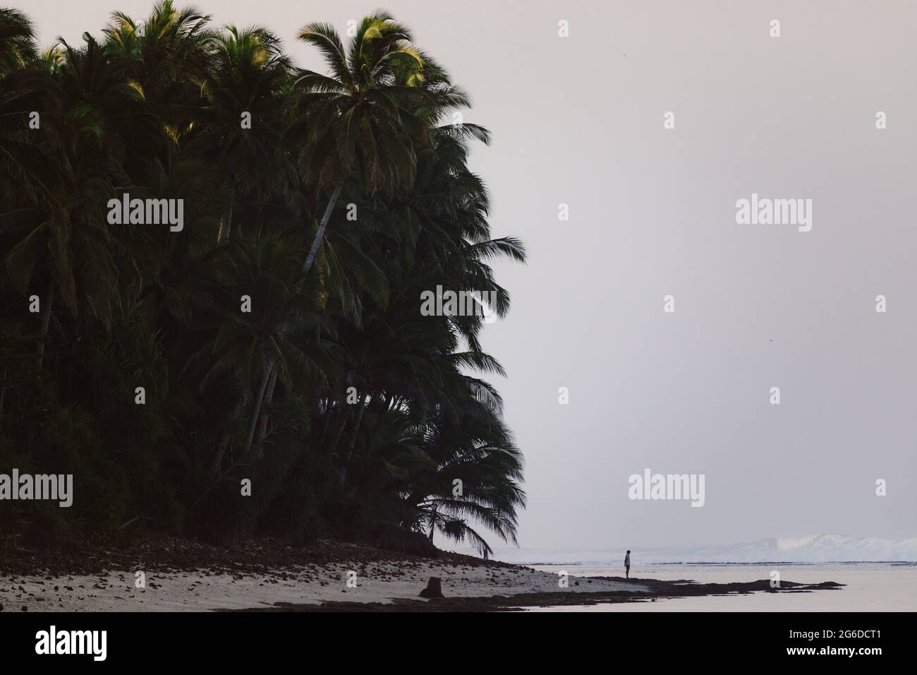 Anonymous person standing alone on sandy seashore near sea with palm ...
