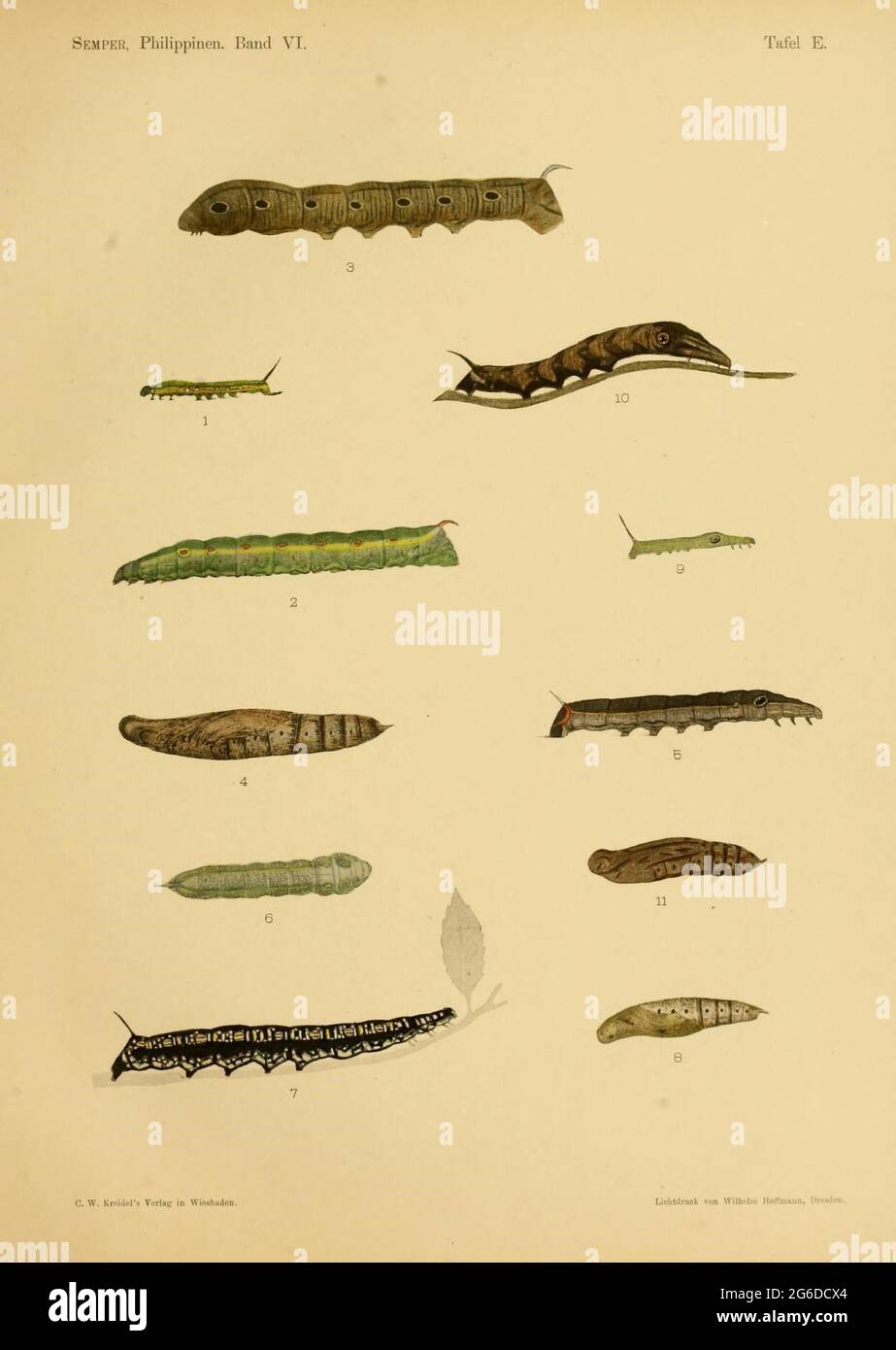 Philippine insect hi-res stock photography and images - Alamy