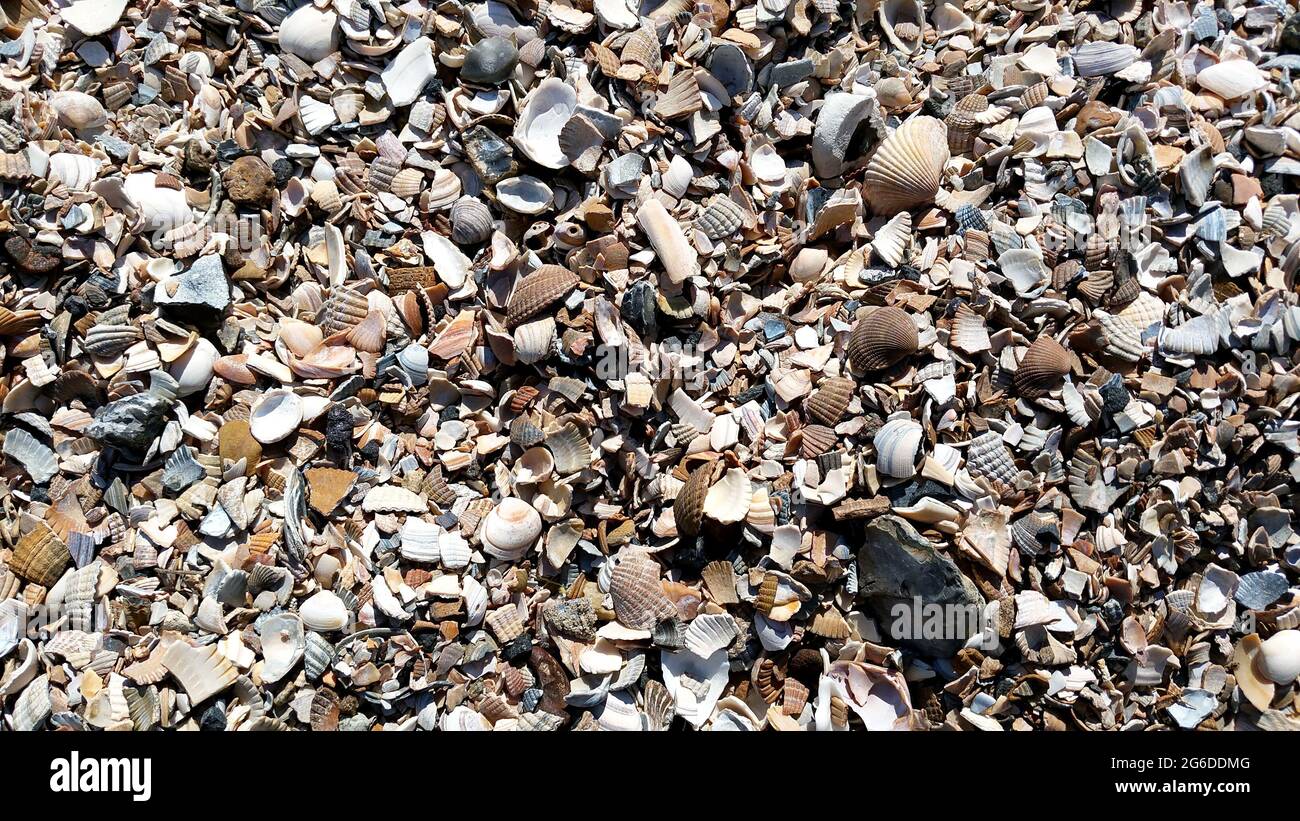 Seashell pile hi-res stock photography and images - Alamy