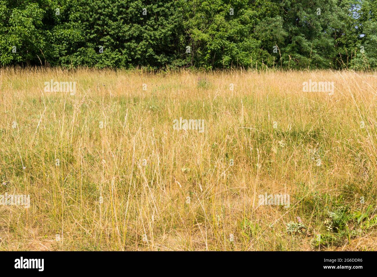 Dry meadow during heatwave in summer Stock Photo - Alamy