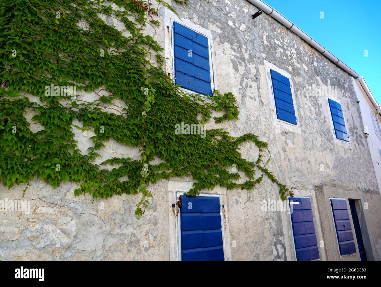 Old stone rustic facade with ivy plant and blue wooden shutters ...