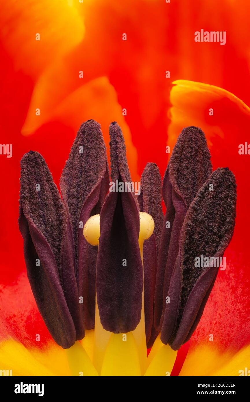 Pestle and stamen hi-res stock photography and images - Alamy