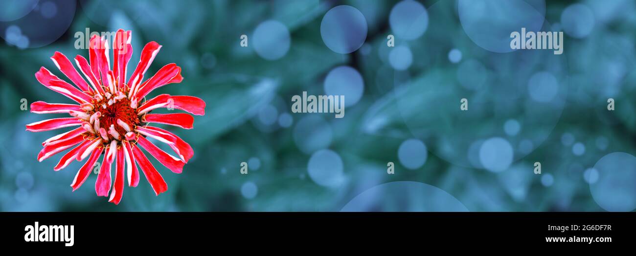 Purple zinnia flower on blue turquoise bokeh summer background, summer ...