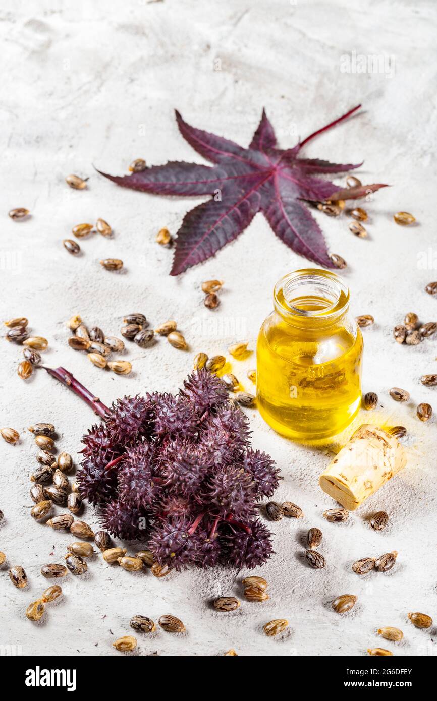 Castor oil, fruits and seeds - Ricinus communis Stock Photo - Alamy